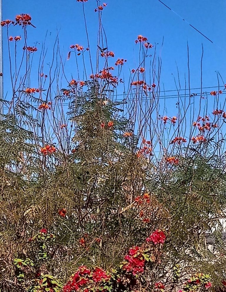 Energía Cachanilla – pv magazine Mexico