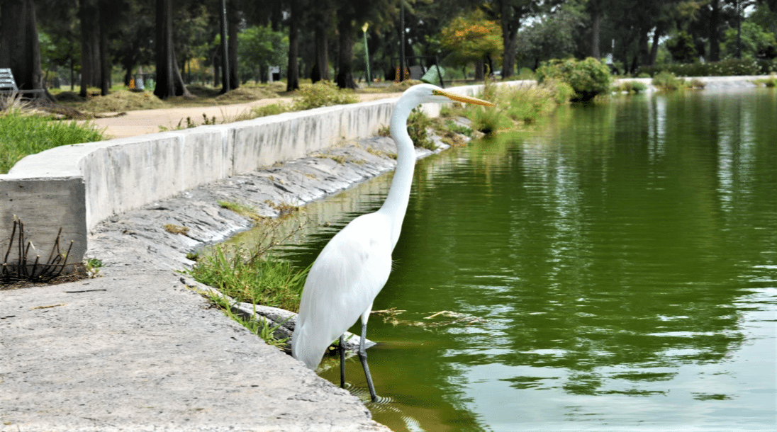Cisne Verde – pv magazine Mexico