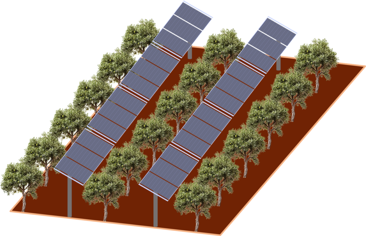 Agrovoltaica bifacial para olivares – pv magazine Mexico
